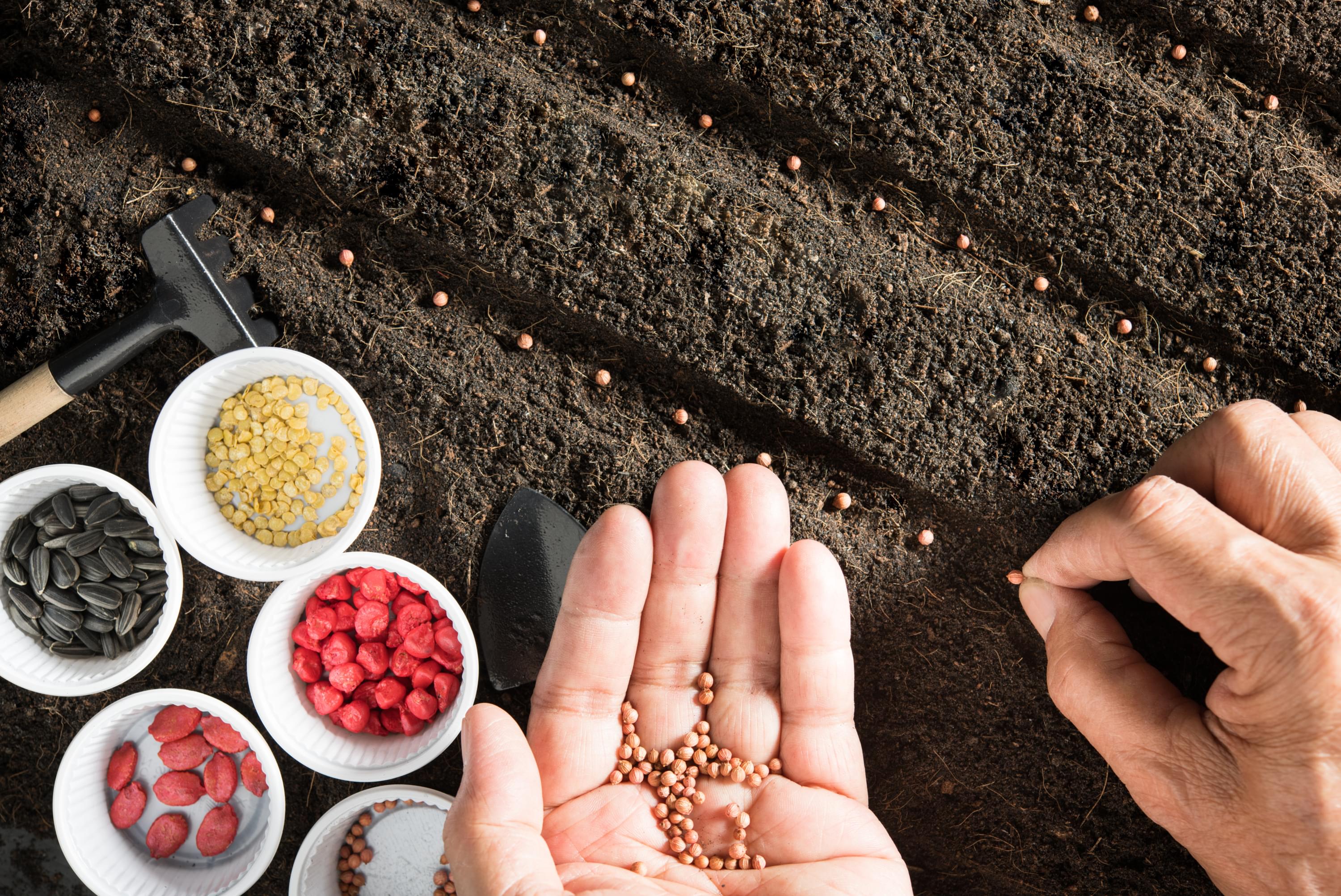Seed Saving 101 Mini Course by Urban Farm U